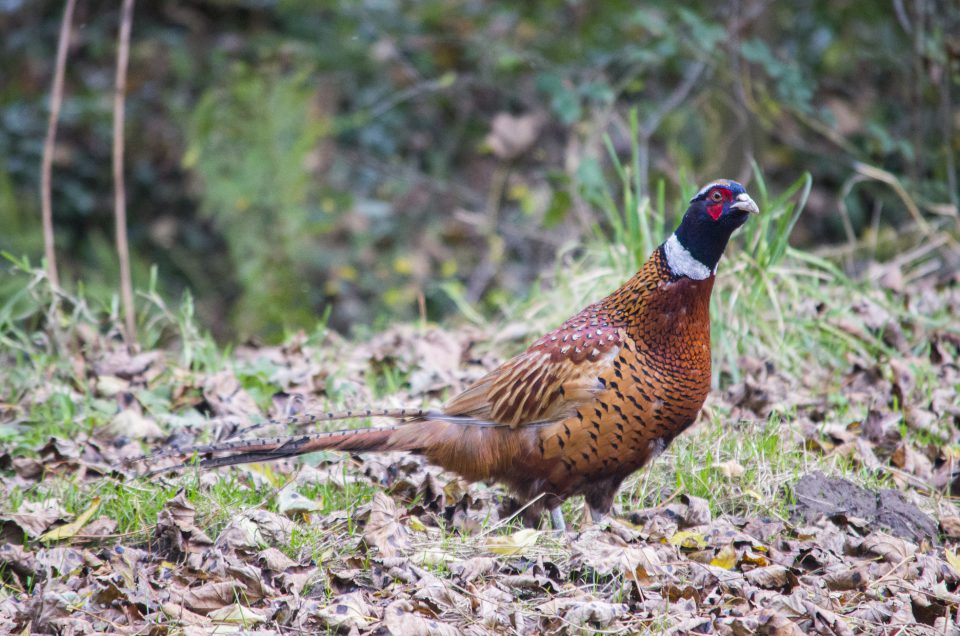 Pheasants – The Dundarave Estate – Northern Ireland
